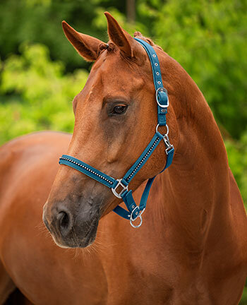 Halsters en halstertouwen voor je paard online | kramer.nl