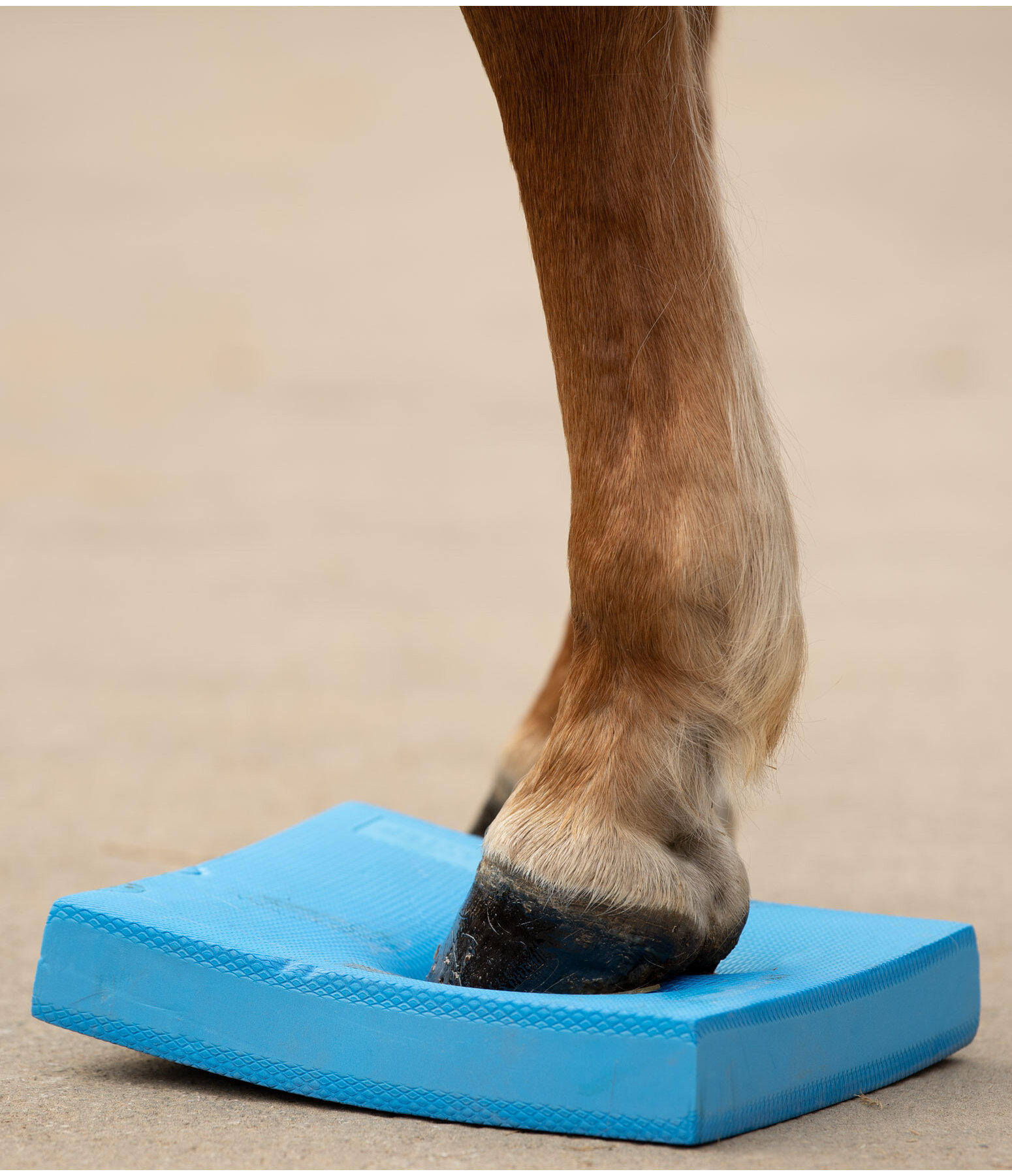 Balance Pad - Stal & rijbak - Kramer Paardensport